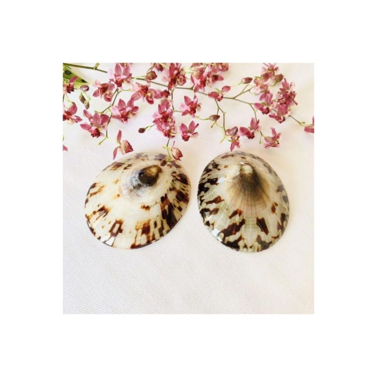 Coquilles d'Allaitement Baby Shell - Taille S - Protection et Confort